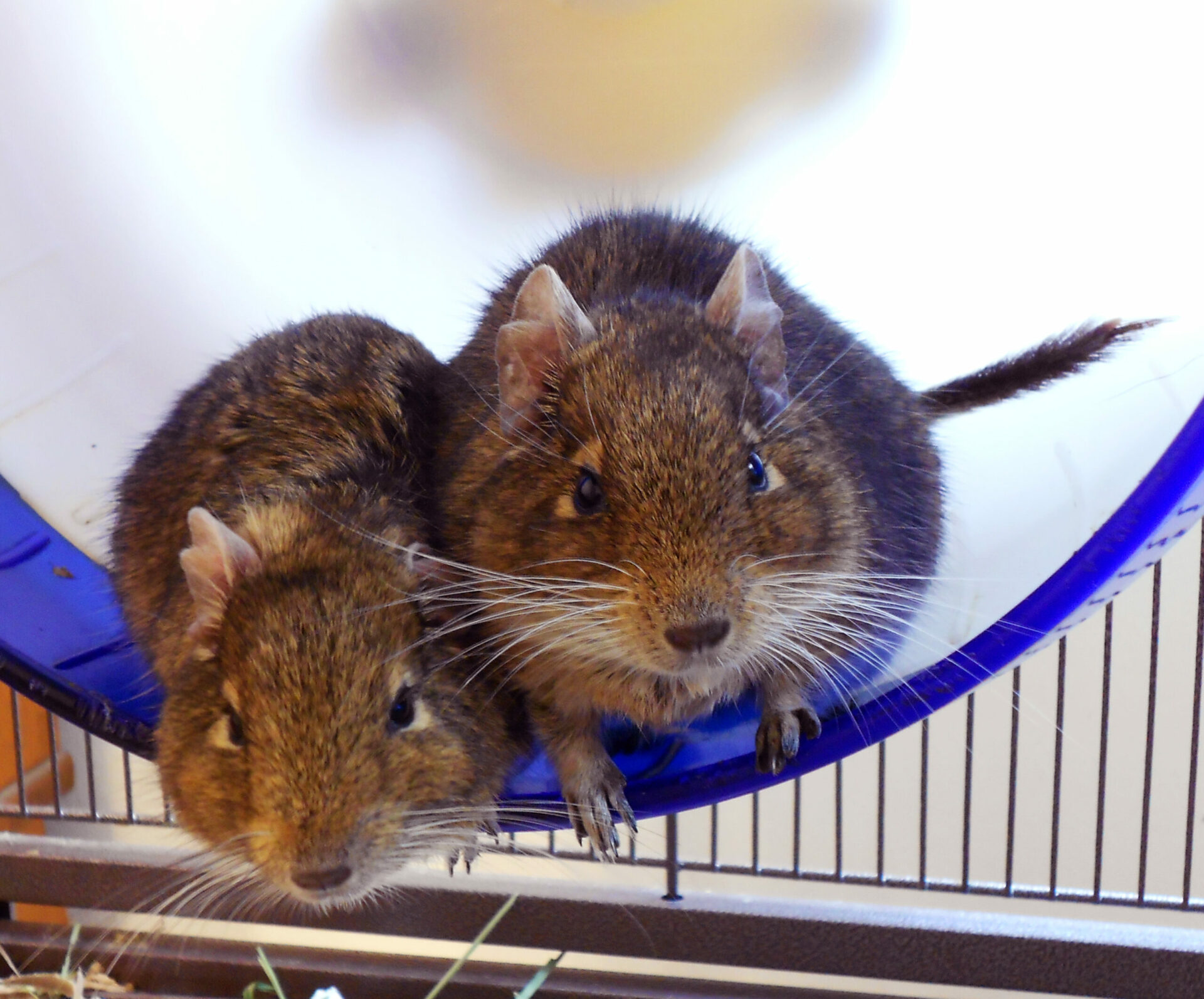 L'habitat de l'octodon - Oktodon